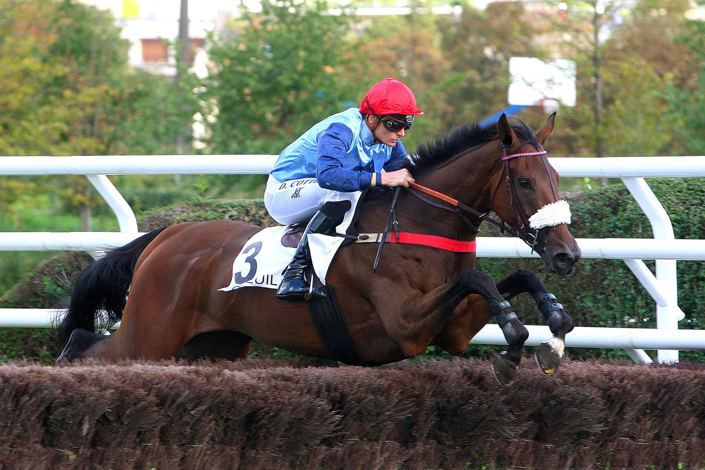 CALIFET 1998-2021 - Boardsmill Stud