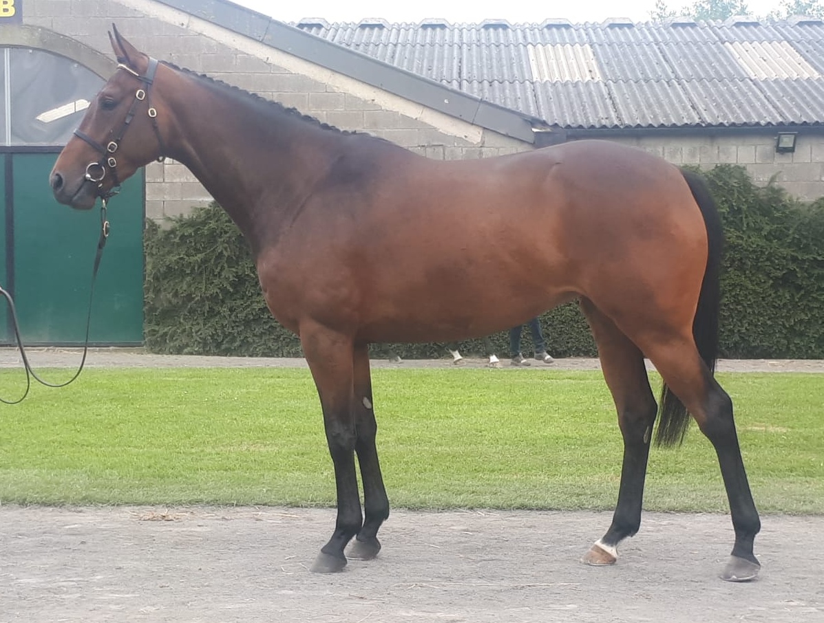 Lot 80 - Boardsmill Stud