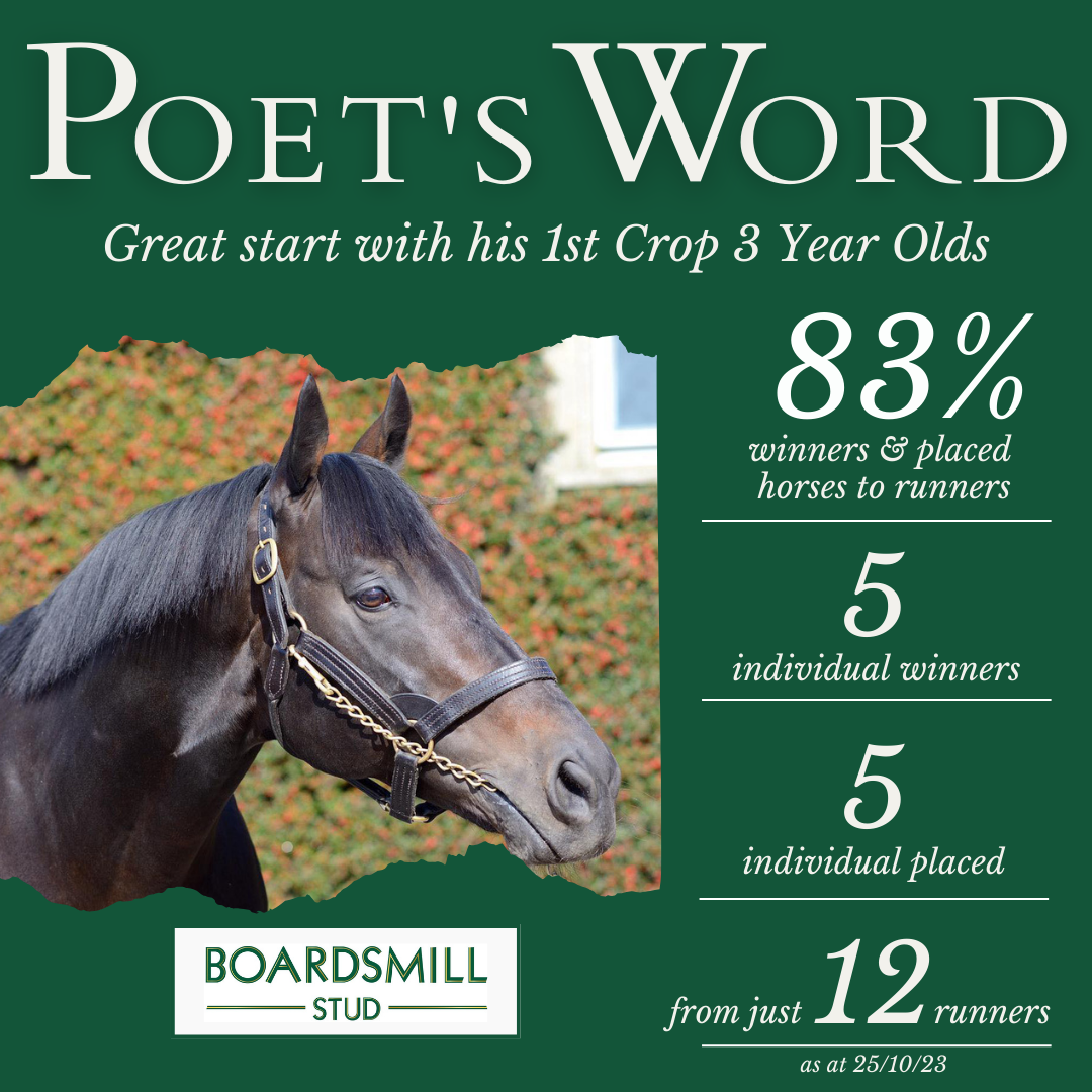 Poet’s Word 1st crop runners off to flying start - Boardsmill Stud