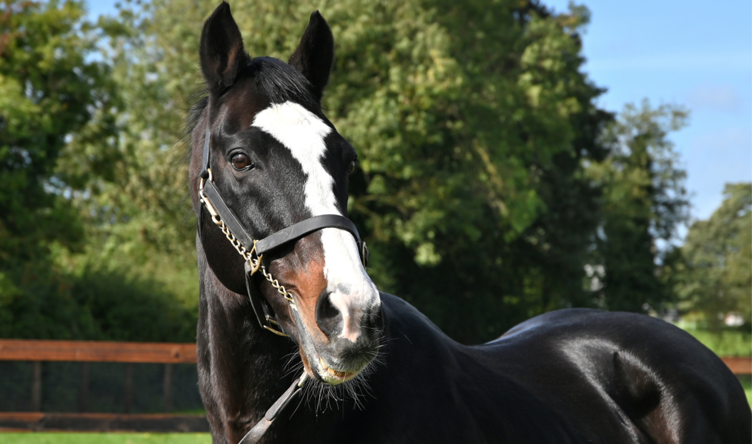 Home - Boardsmill Stud