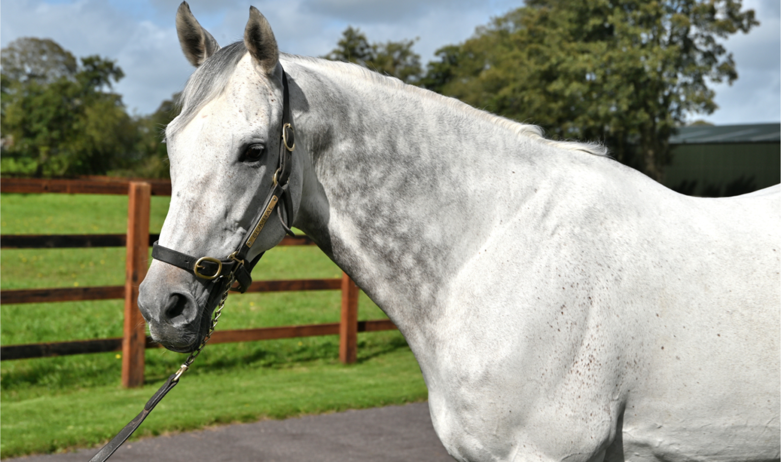 Home - Boardsmill Stud
