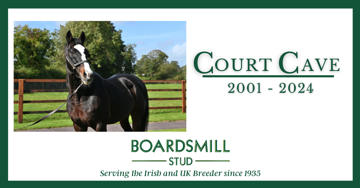 COURT CAVE 2001 – 2024 - Boardsmill Stud