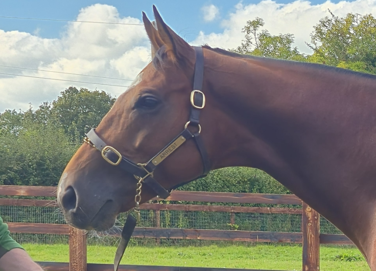 Home - Boardsmill Stud
